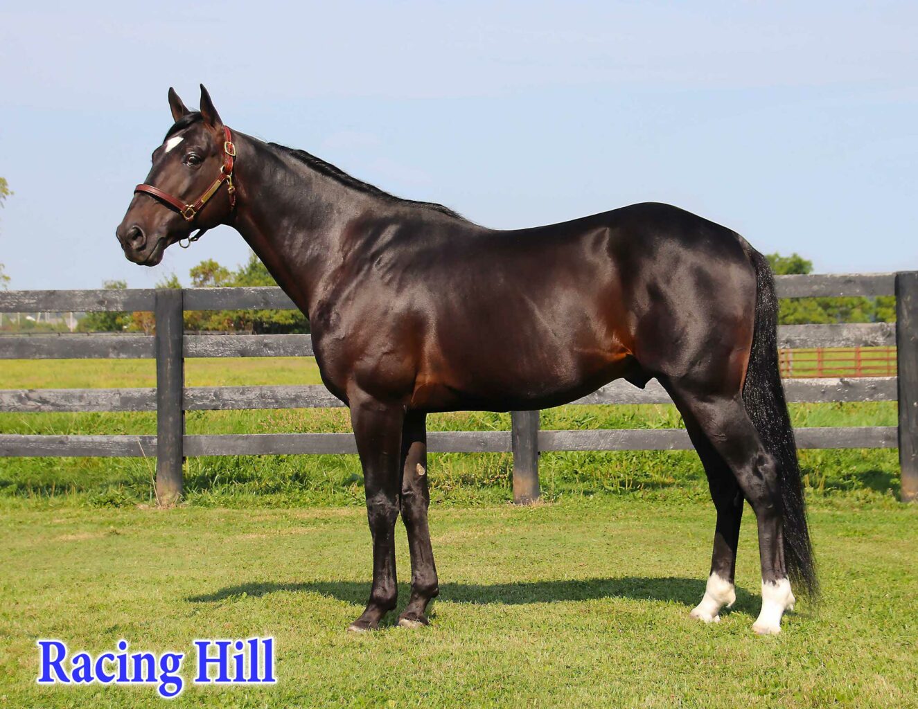 Racing Hill – Hickory Lane Horse Farm, Findlay, Ohio